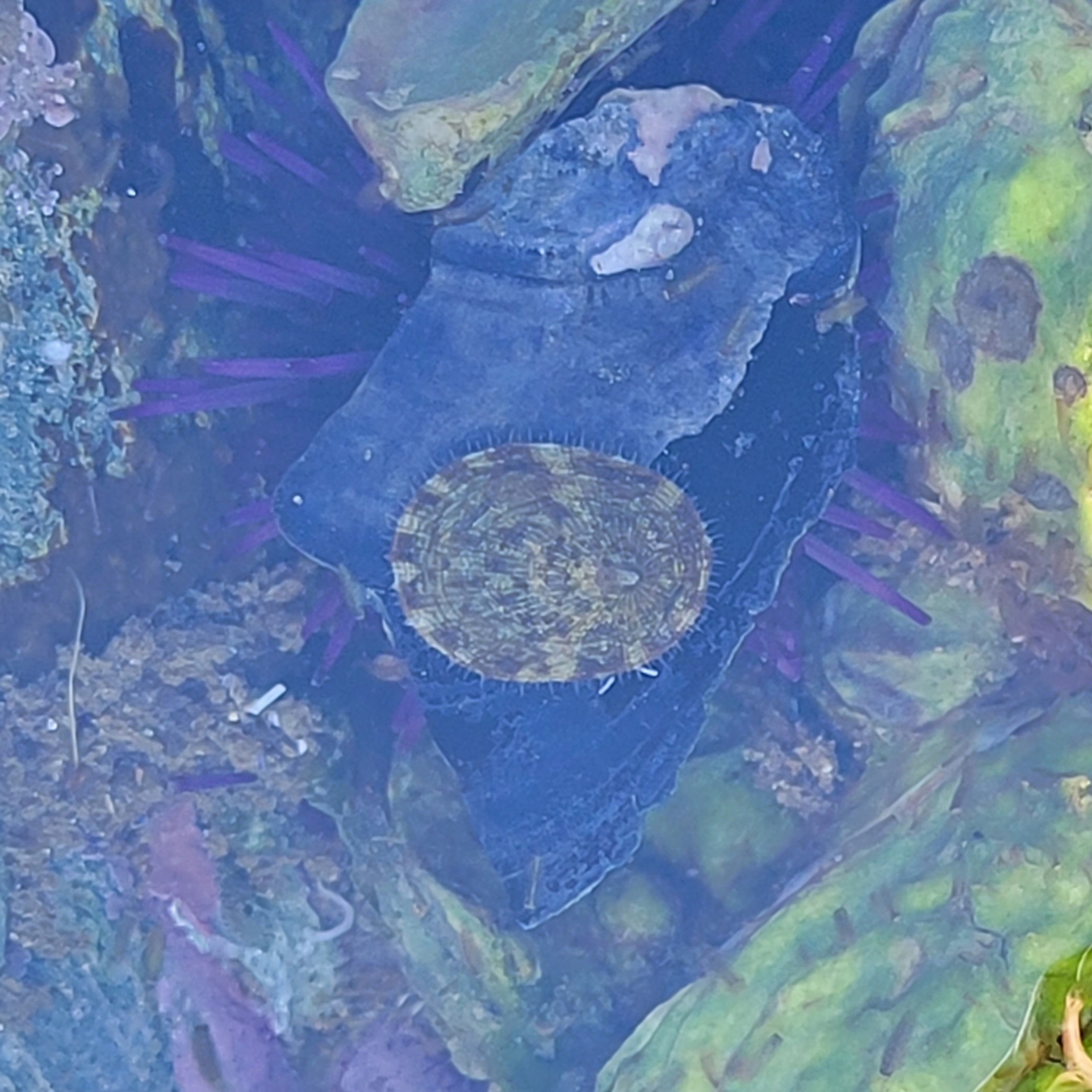 Lottia limatula (Carpenter, 1864)