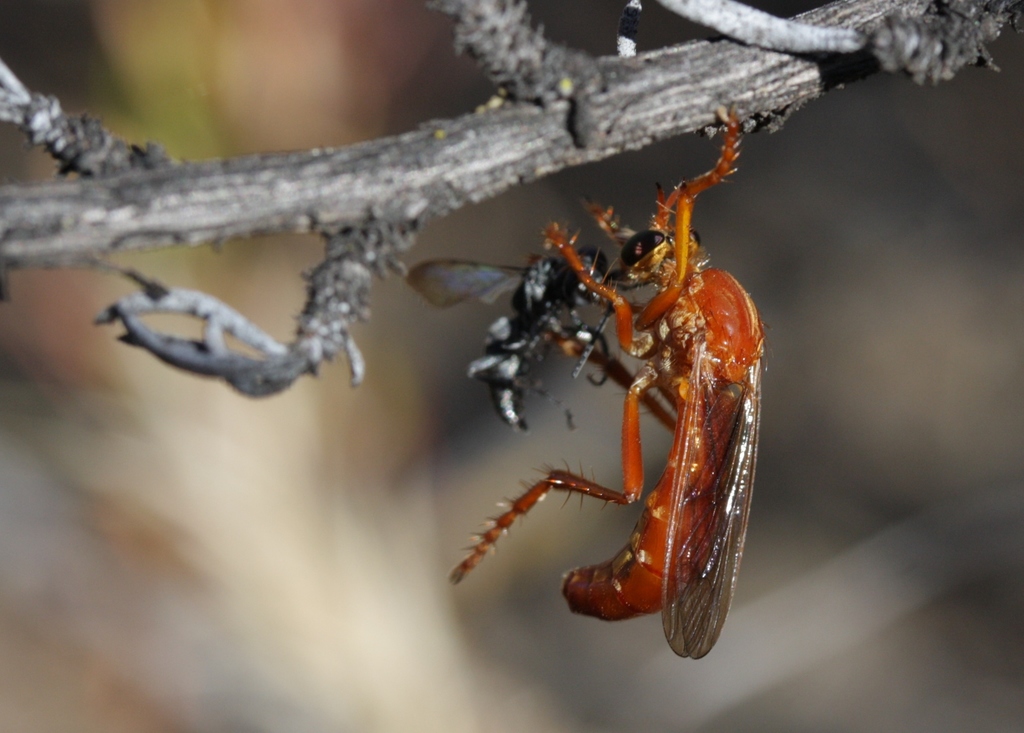 Saropogon luteus (SBBG Lompoc SWP Floral Visitor Guide ) · iNaturalist