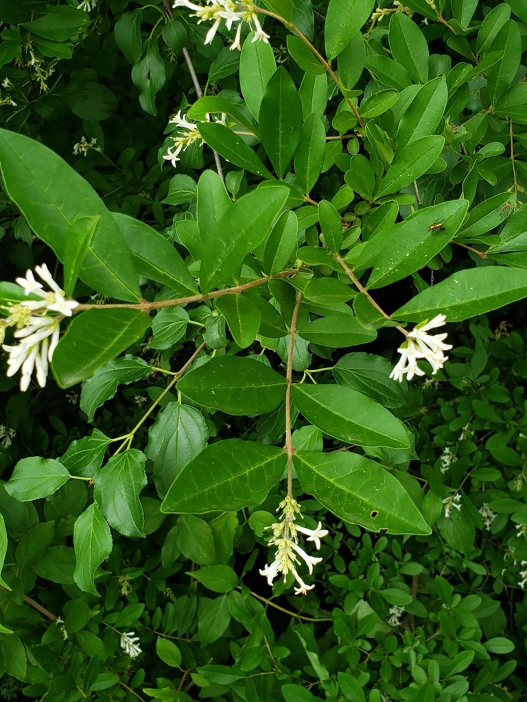 border privet from Mohawk Hudson Bike-Hike Trail on June 18, 2022 at 12 ...