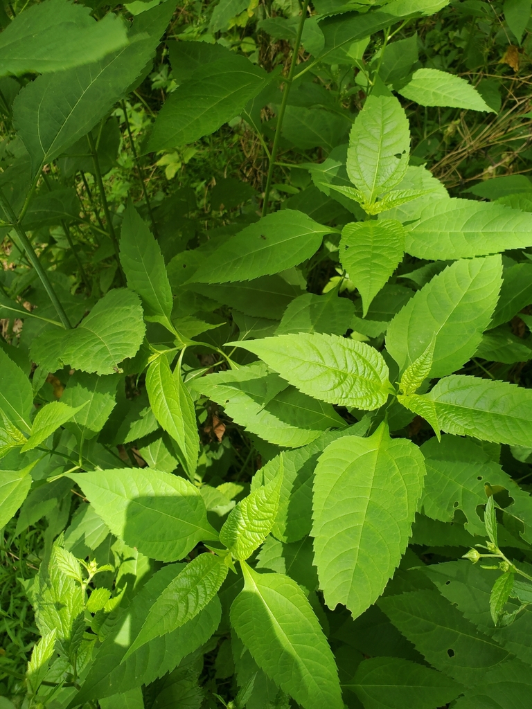 pale sunflower from Newark, DE 19711, USA on June 18, 2022 at 11:46 AM ...
