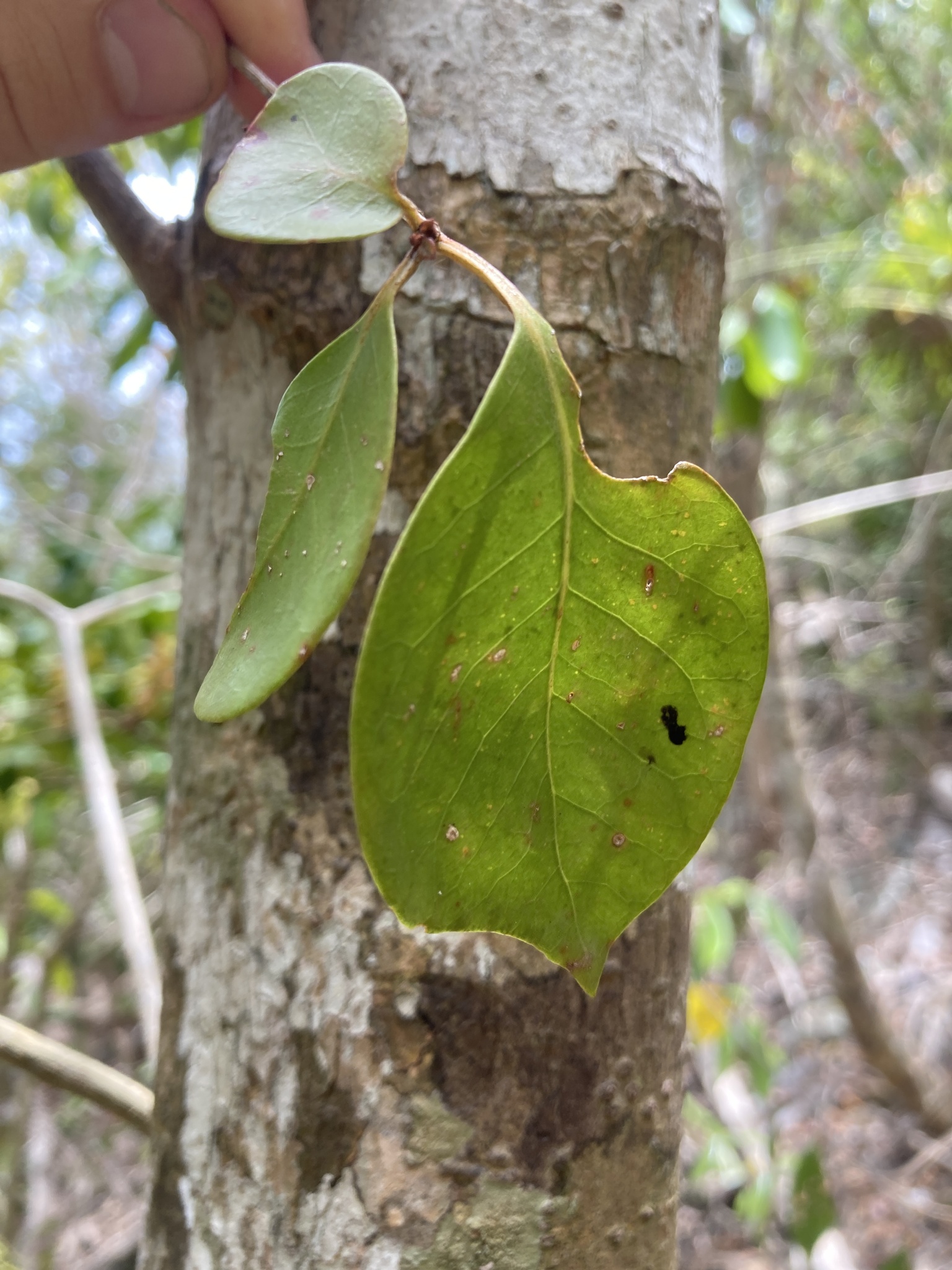 Guapira fragrans (Dum.Cours.) Little