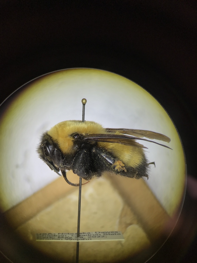 Nevada Bumble Bee from Nebraska National Forest, Chadron, NE, US on May ...