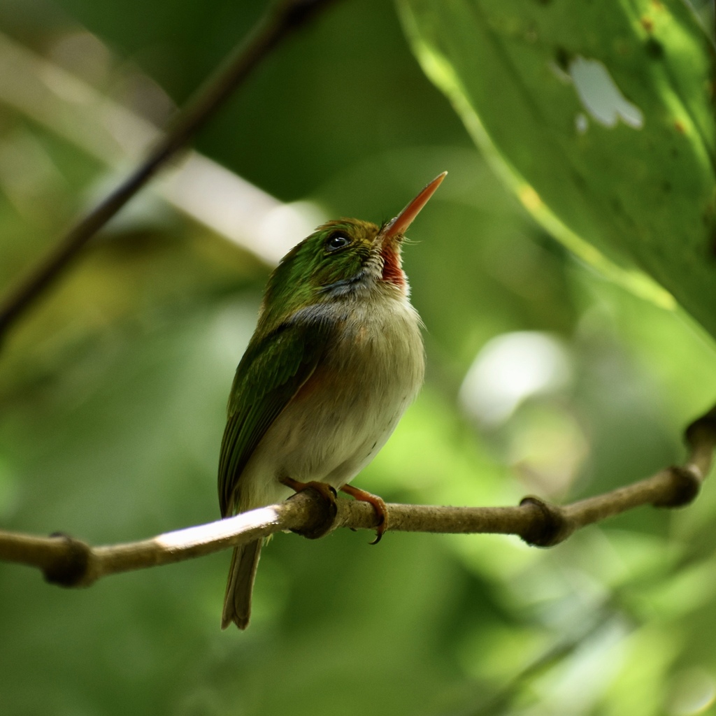 Cuban Tody from Sendero Caburní, Provincia de Sancti Spíritus, CU on ...