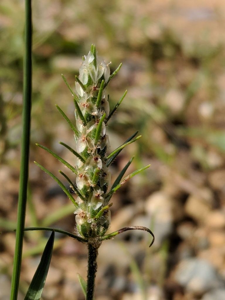 bracted plantain in July 2018 by Nate Martineau · iNaturalist