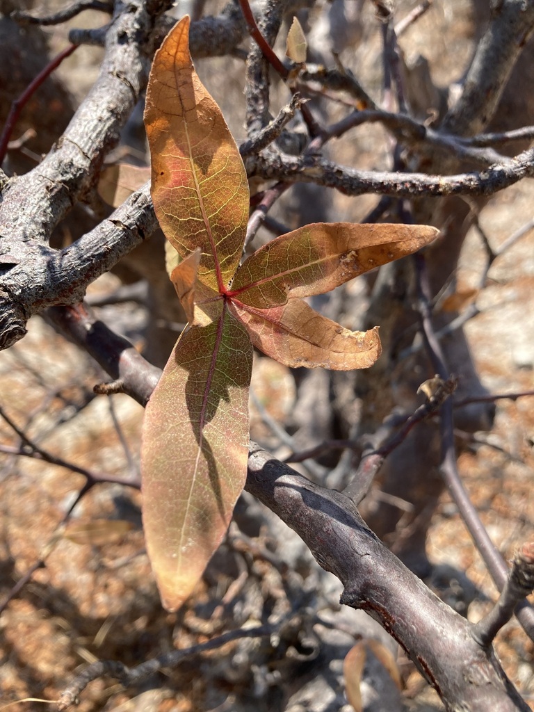 Cherry-Leaf Elephant Tree in June 2022 by diego_vera · iNaturalist