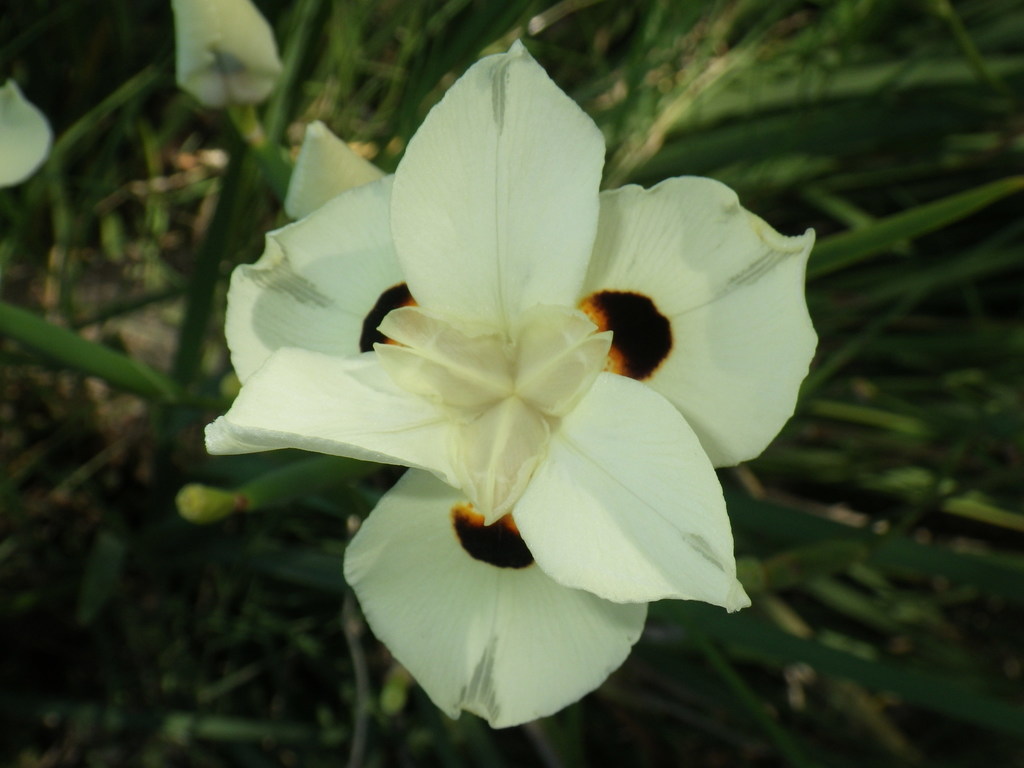 Fortnight Lilies (Dietes) - Botanical Realm