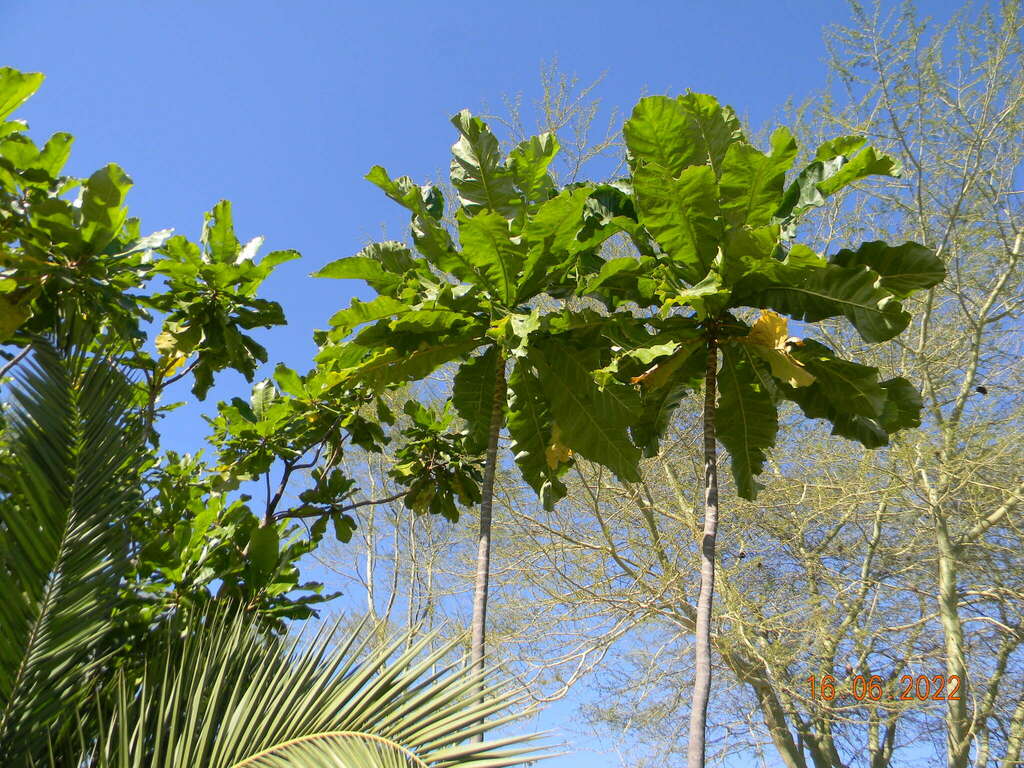 forest fever tree from Ehlanzeni, South Africa on June 16, 2022 at 10: ...