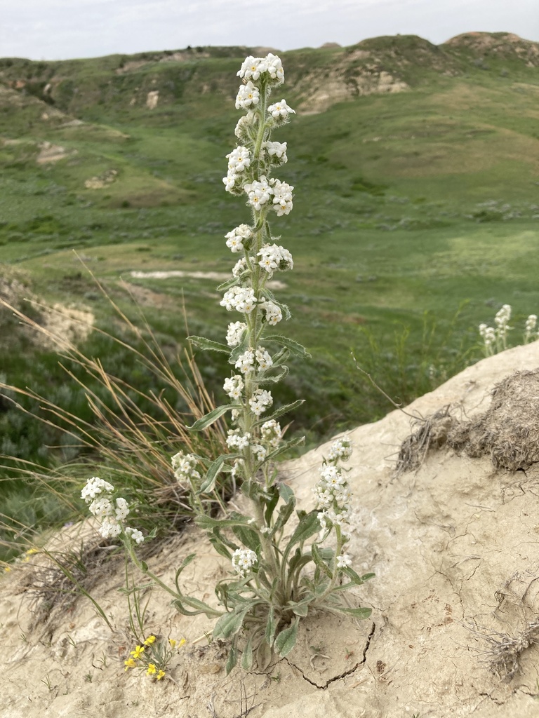 Cockscomb Oreocarya (Oreocarya glomerata) - Botanical Realm