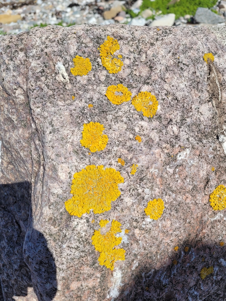 Common Sunburst Lichen from 5390 Martofte, Danmark on June 18, 2022 at ...
