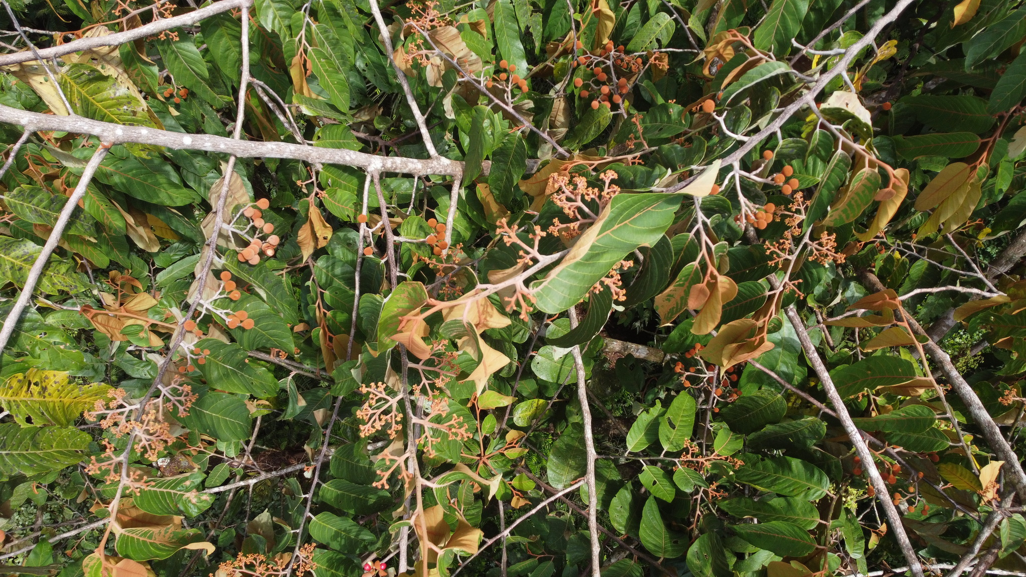 Virola sebifera Aubl.