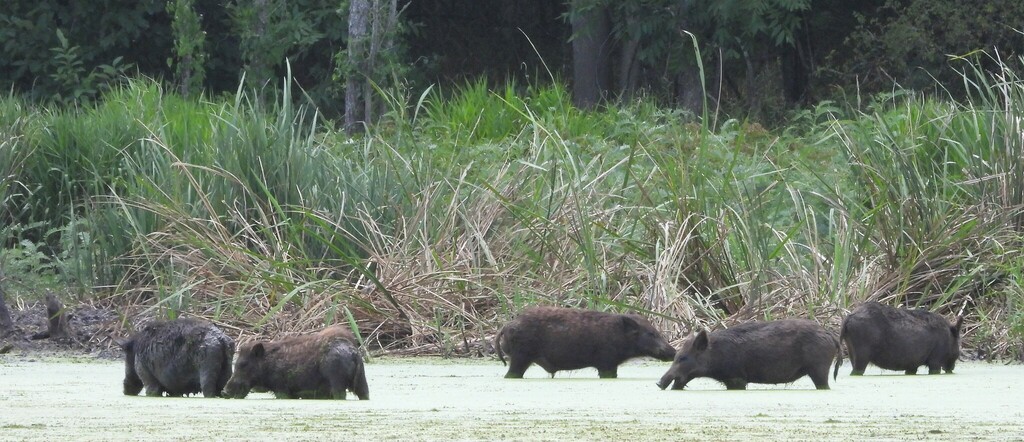 Wild Boar from Brazoria County, TX, USA on June 12, 2022 at 11:55 AM by ...