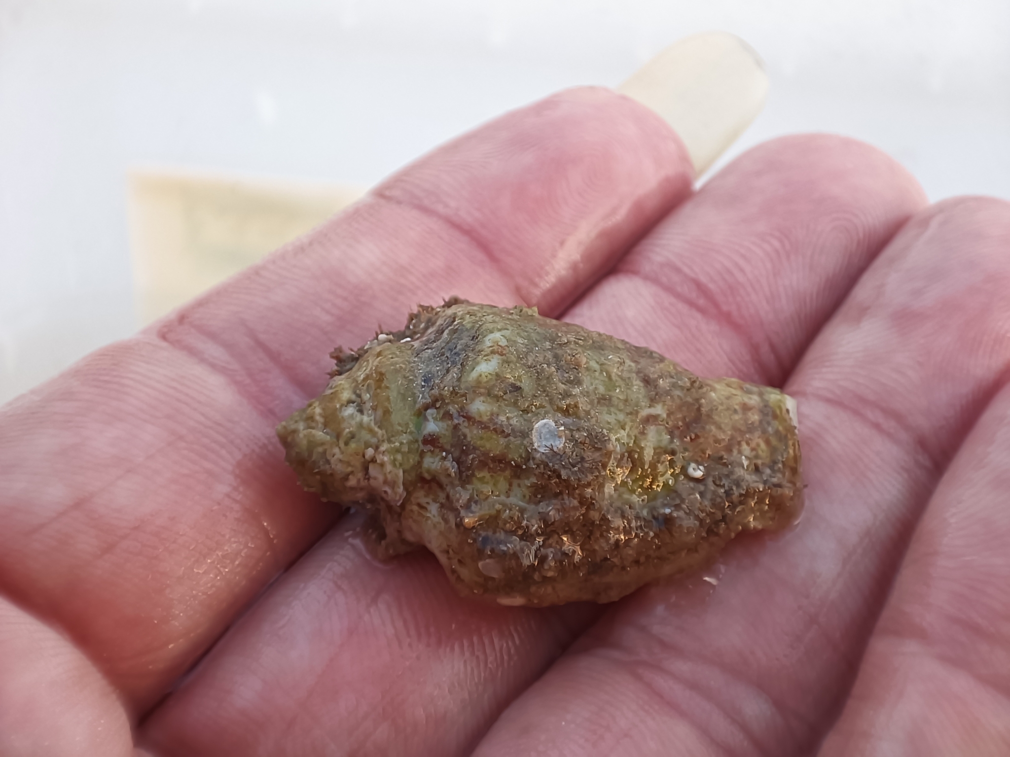 Conomurex persicus (Swainson, 1821)