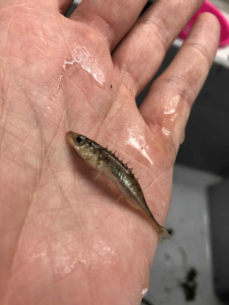 Prickly nine-spined Stickleback from Thunder Bay District, ON, Canada ...