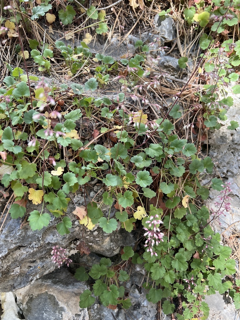 pink alumroot from Clark County, US-NV, US on June 18, 2022 at 08:30 AM ...