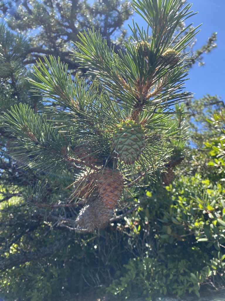 Table Mountain pine from Pisgah National Forest, Newland, NC, US on ...