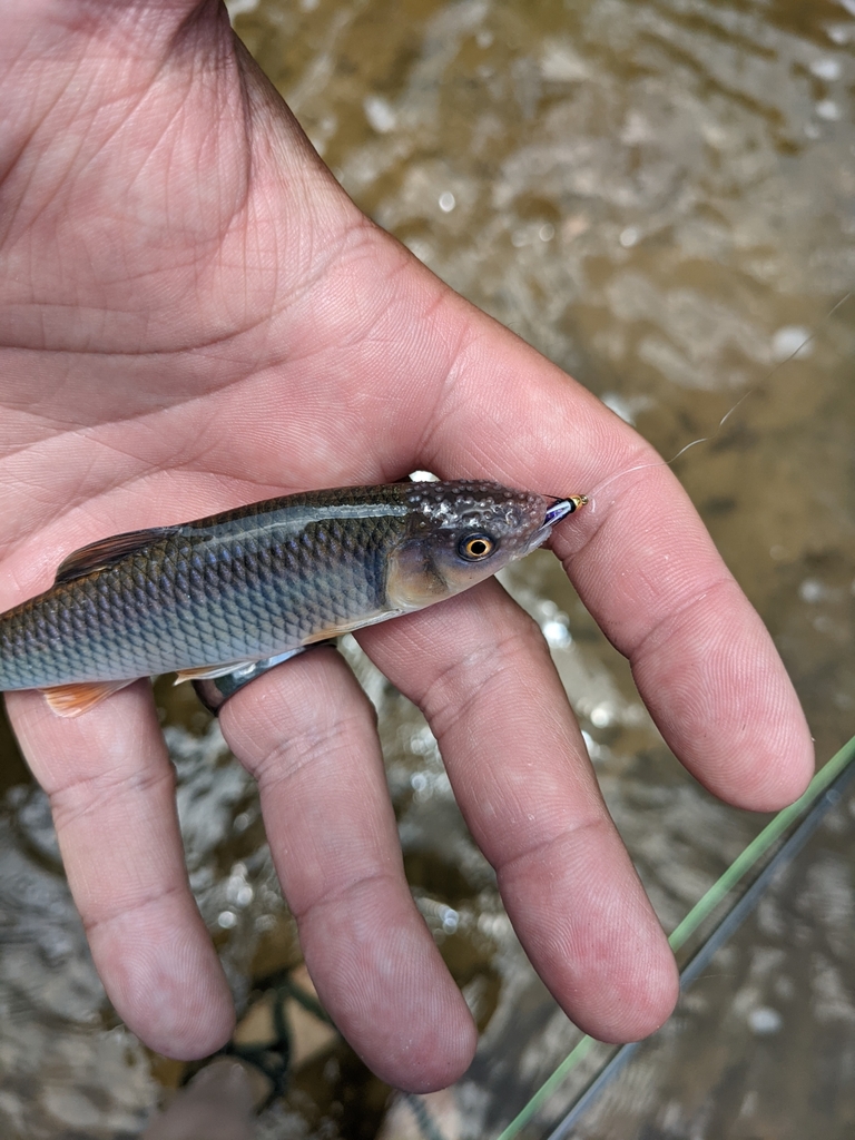 Bluntface Shiner from Carrollton, MS 38917, USA on June 18, 2022 at 12: ...