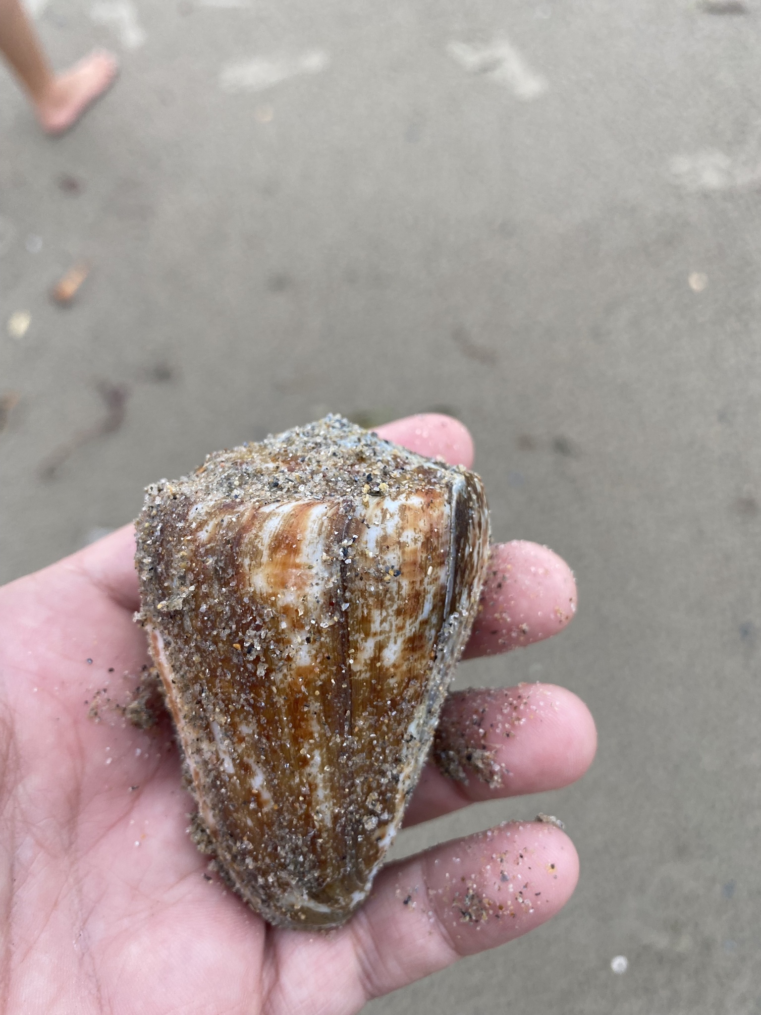 Conus pulcher (Lightfoot), 1786