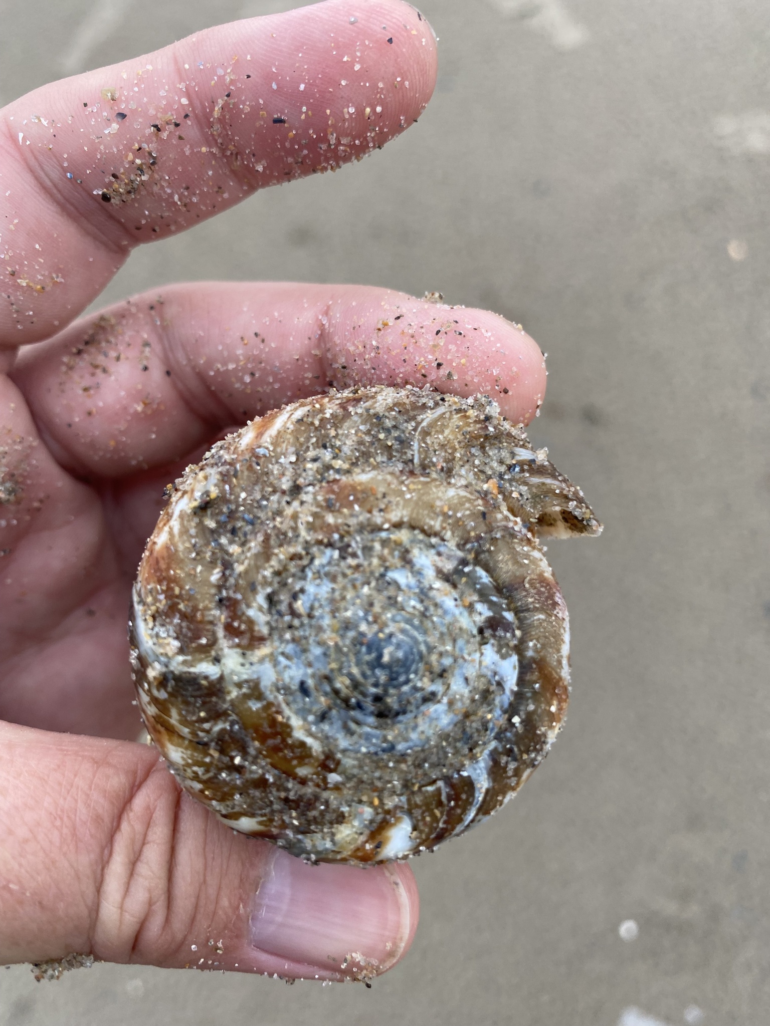 Conus pulcher (Lightfoot), 1786