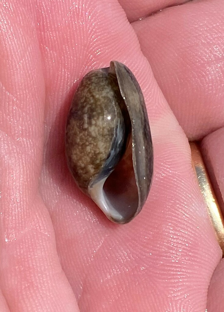 Bulla from St. Andrews State Park jetties, Bay County, FL, USA on June ...