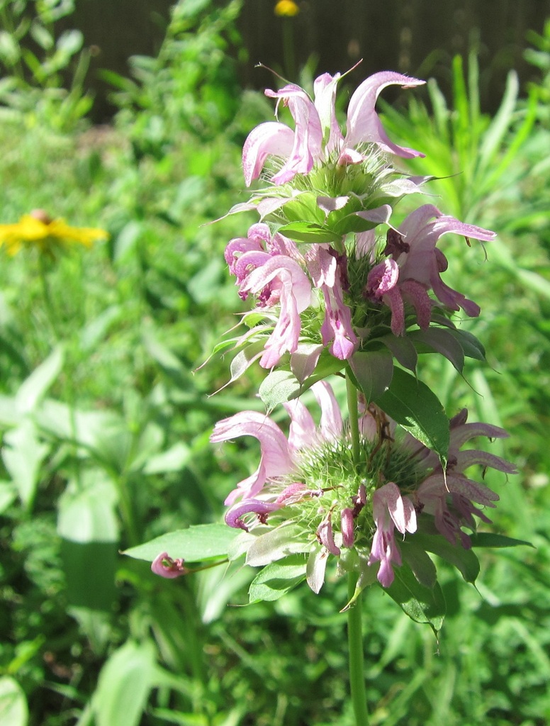lemon beebalm in June 2022 by ktomsen · iNaturalist
