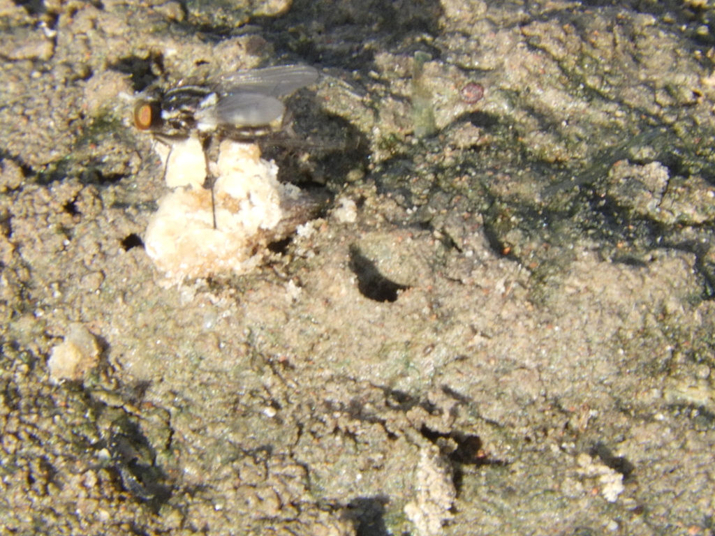 Calyptrate Flies from Gral. Acha, La Pampa, Argentina on June 18, 2022 ...