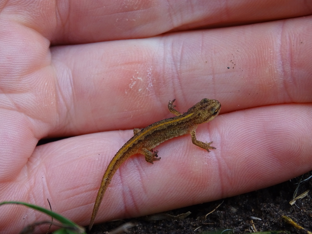 Palmate Newt from Clydesdale East Ward, Lanark, Scotland, GB on June 17 ...