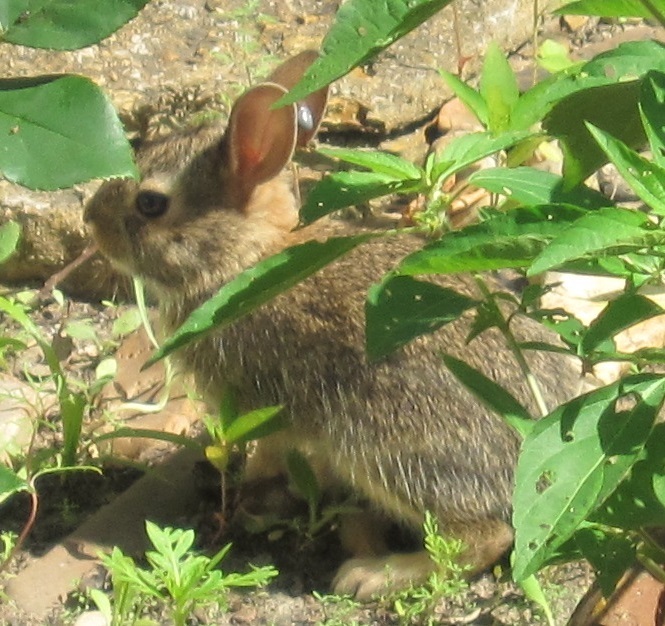 Eastern Cottontail in June 2022 by kkt. Does it have a tick on its ear ...