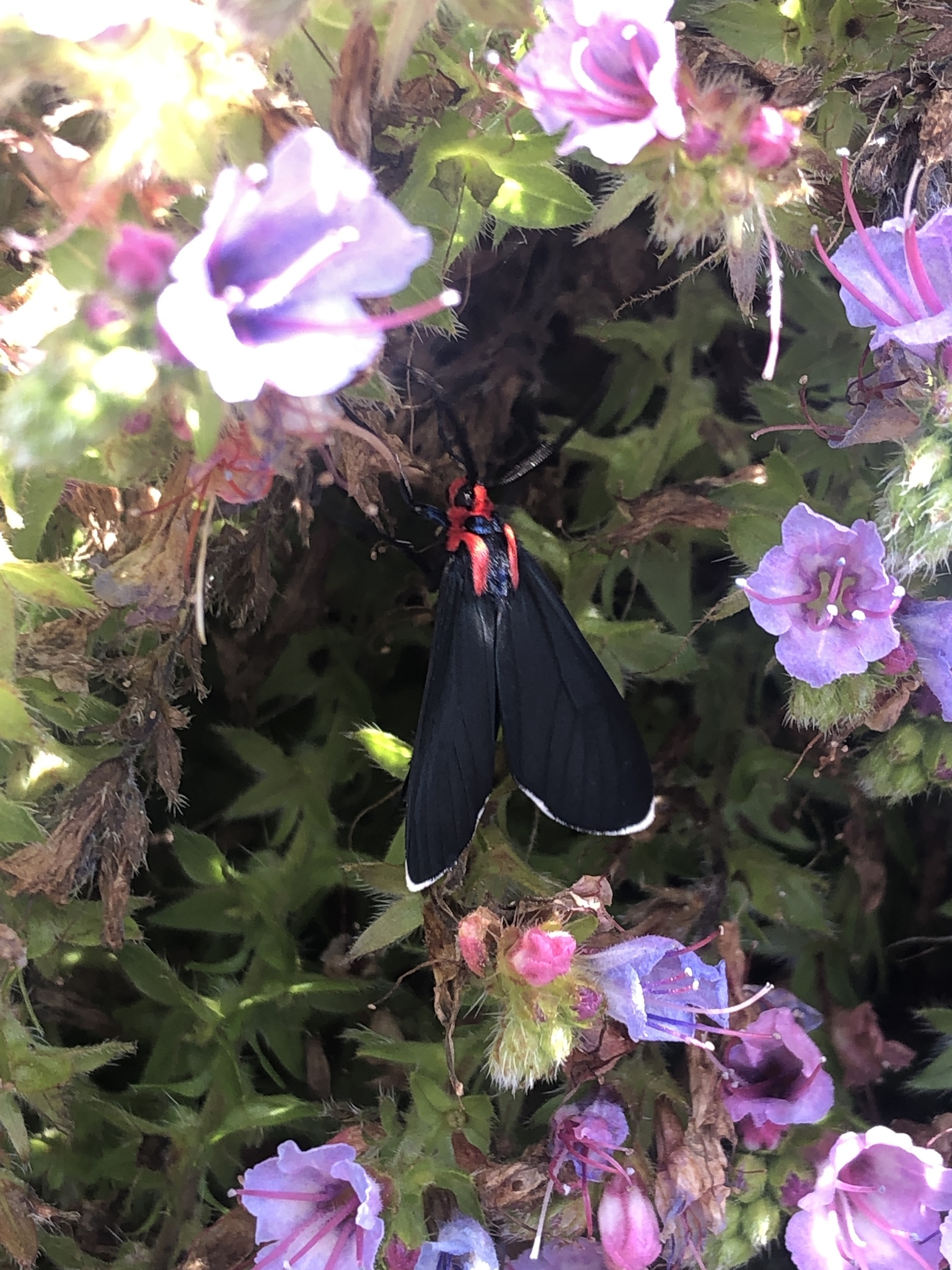 Ctenucha rubroscapus Ménétriés, 1857