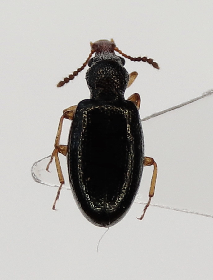 Hippopotamus Beetles in May 2022 by Vahe Martirosyan. Size is 3 mm ...