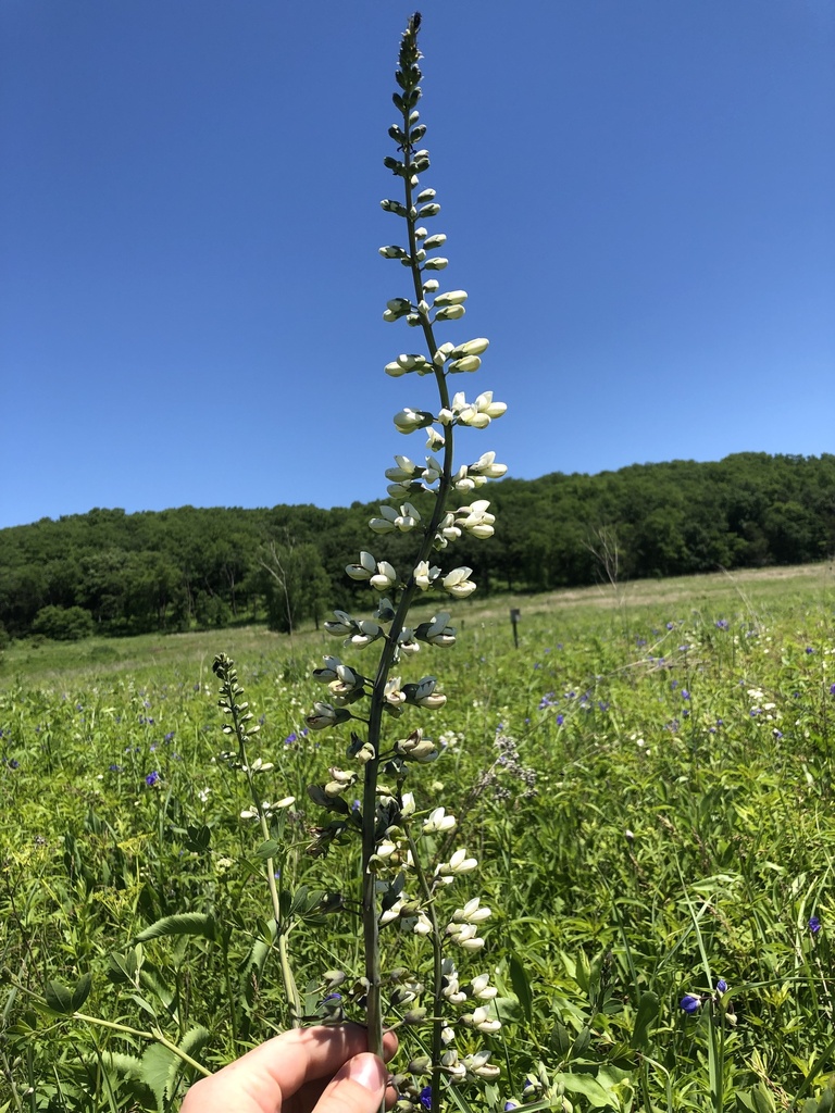 white wild indigo from College Dr, Decorah, IA, US on June 18, 2022 at ...