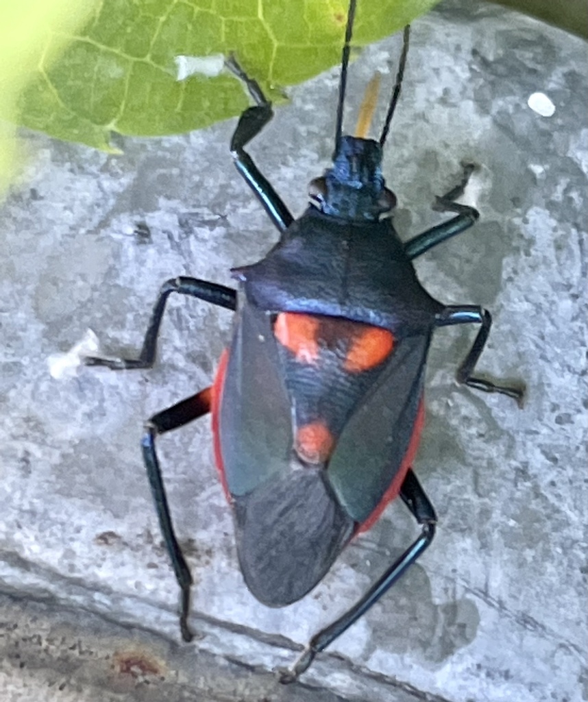Florida Predatory Stink Bug from Harrison St, Lynchburg, VA, US on June ...