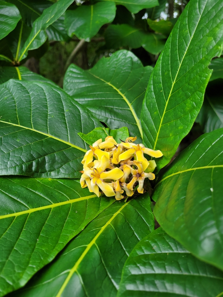 Genipap Tree from Guácimo, Provincia de Alajuela, Orotina, Costa Rica ...