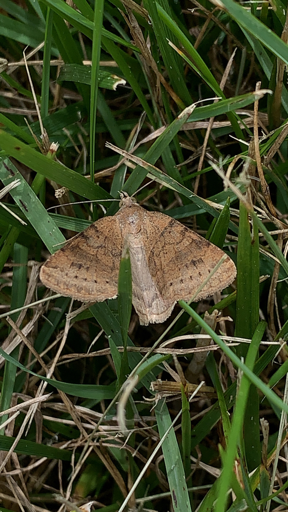 Vetch Looper Moth from Garwin Rd, Swedesboro, NJ, US on June 18, 2022 ...