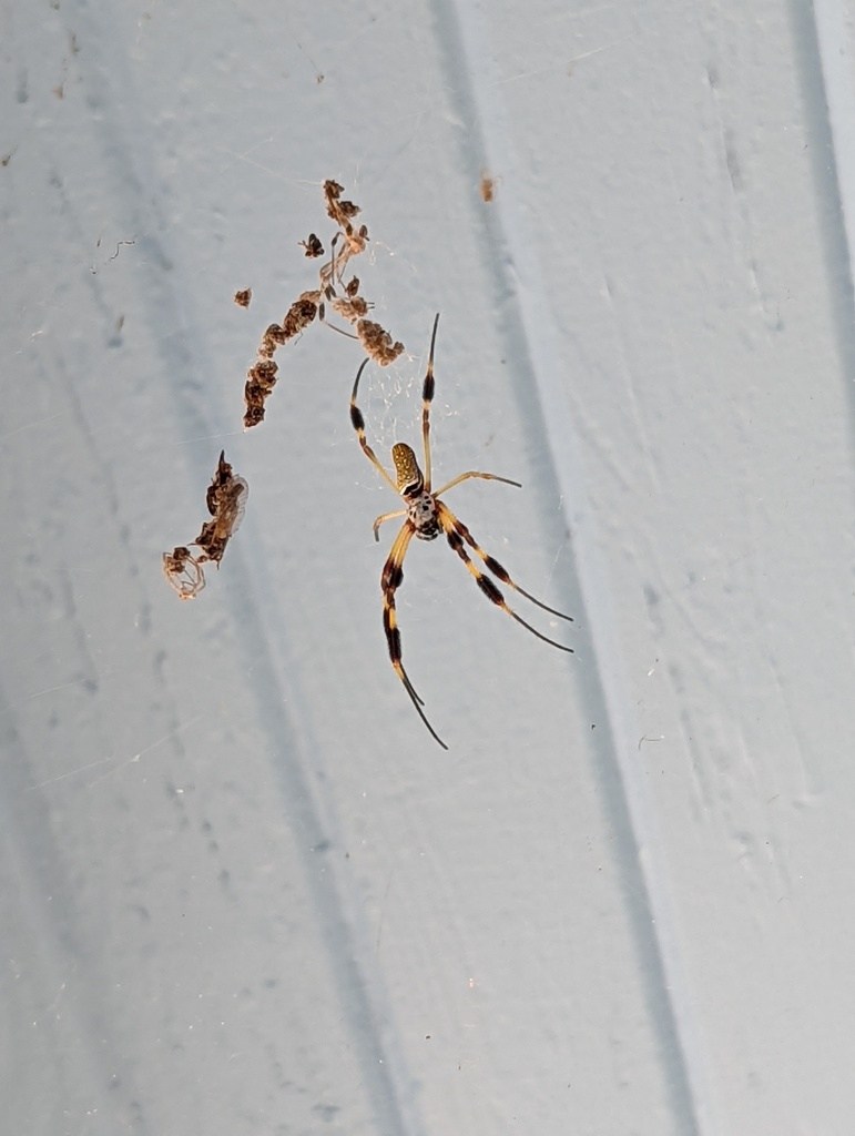 Golden Silk Spider from Fort King George Dr, Darien, GA, US on June 18 ...