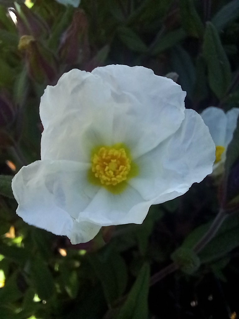 Cistus inflatus (Madeira Pflanzen Aquifoliales, Dipsacales, Gentianales ...