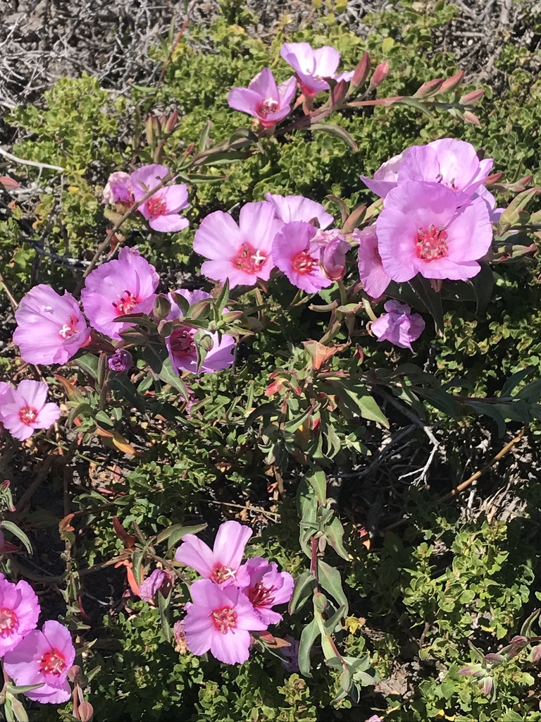 ruby chalice clarkia from Cowell-Purisima Trail, Half Moon Bay, CA, US ...