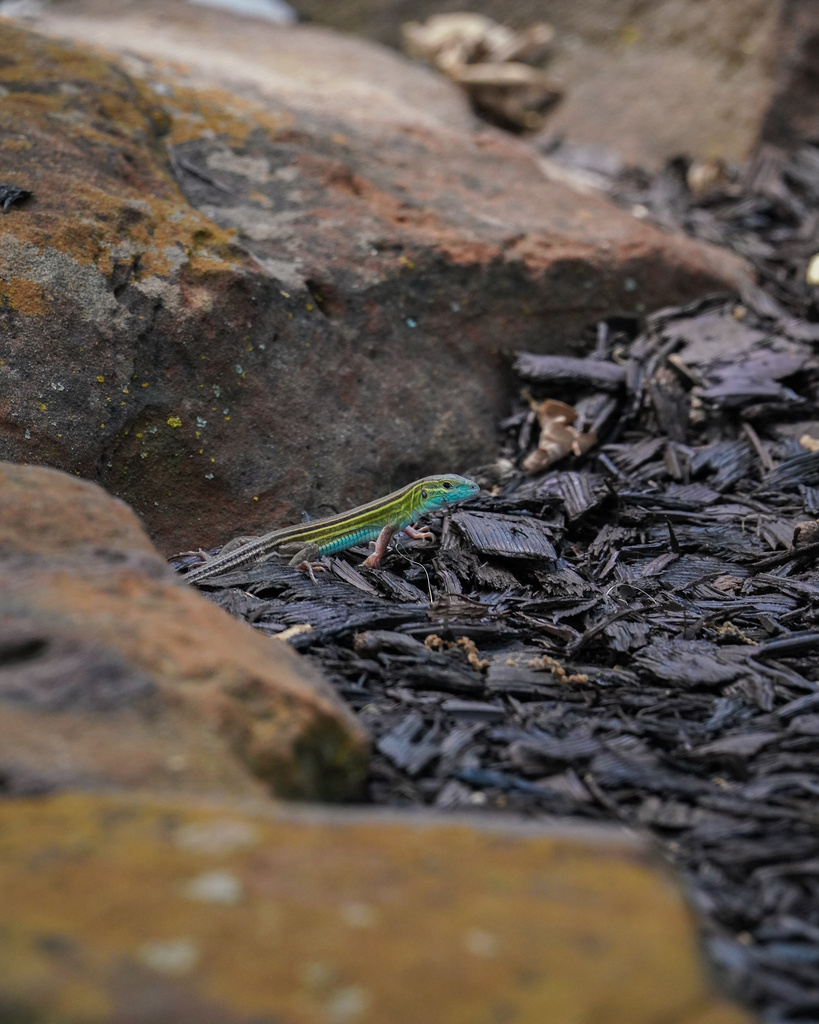 Prairie Racerunner from Denton, TX, US on June 18, 2022 at 02:50 PM by ...