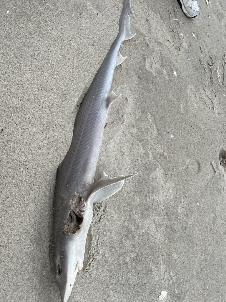 Dusky Smooth-hound in June 2022 by katsnovak · iNaturalist