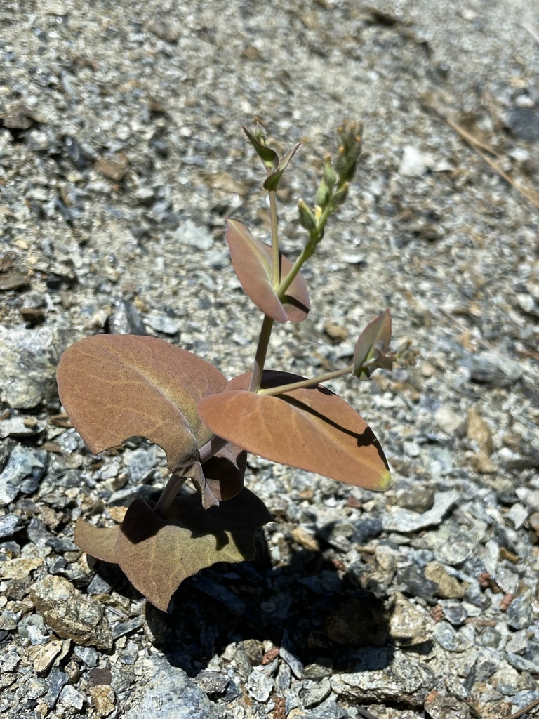 sickle-fruit jewelflower in May 2022 by Matt Berger · iNaturalist