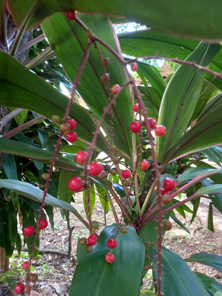 cabbage trees and allies from Vila Bacanga, São Luís - MA, 65085-582 ...
