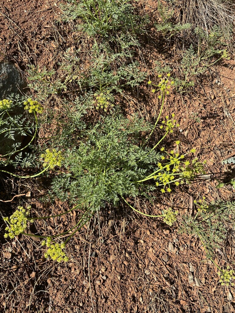 northern Indian parsnip from Trinity, California, United States on May ...