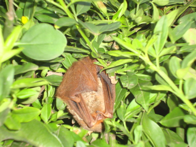 Southern red bat from Meu Jardim Vila Sao Francisco, Cruz Alta - RS ...