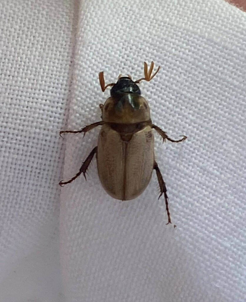 Masked Chafers from Beach Dr., Panama City Beach, Bay Co., FL on June ...