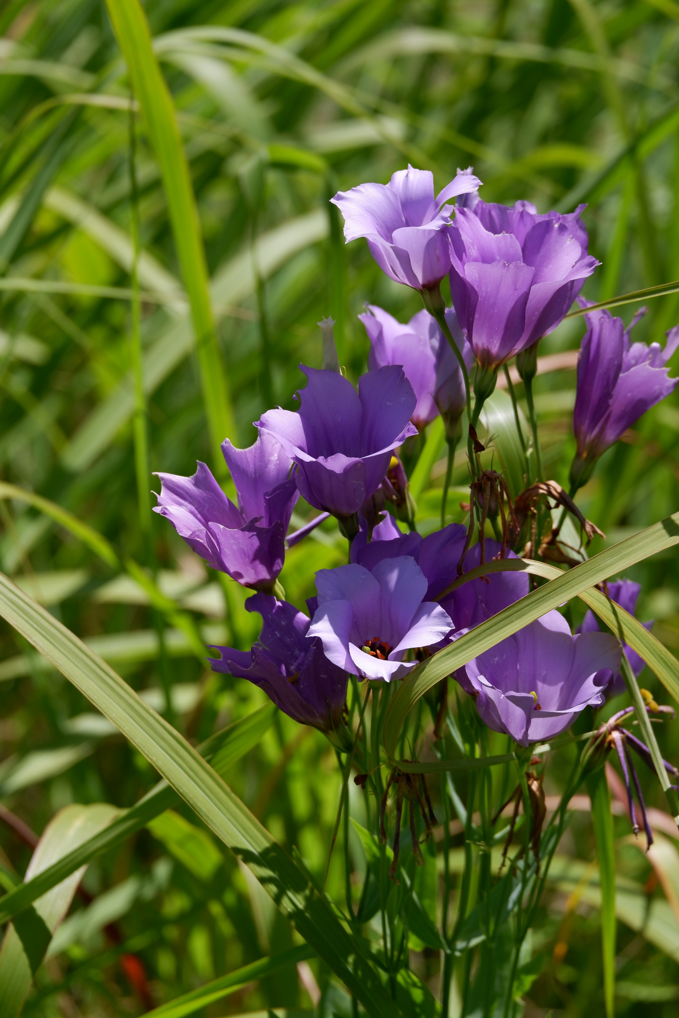 Eustoma grandiflorum (Raf.) Shinners