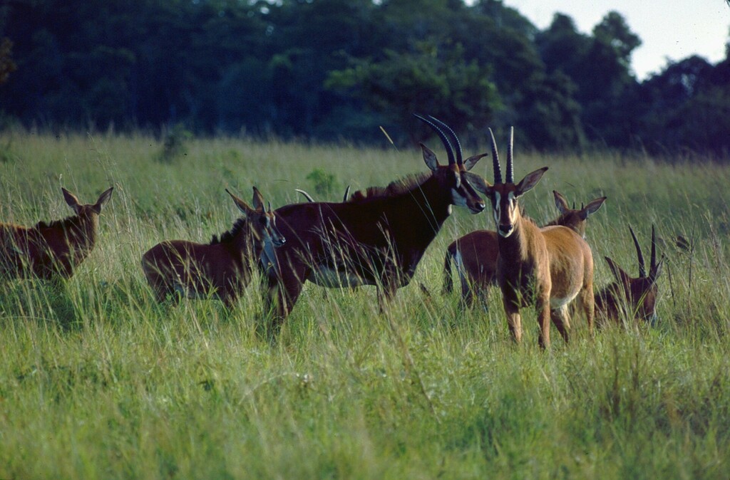 Eastern Sable Antelope from Shimba Hills, Kenya on December 14, 1988 by ...