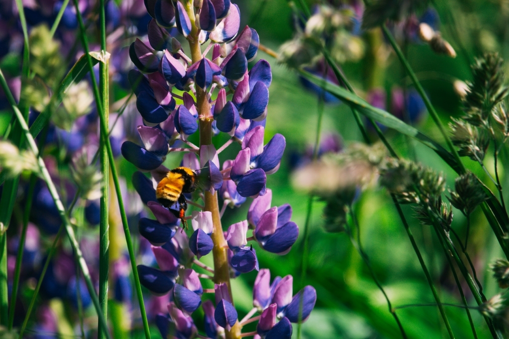 Northern Amber Bumble Bee from Dartmouth, NS B2V 1G7, Canada on June 18 ...