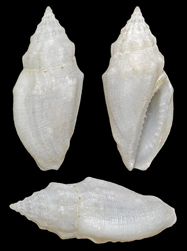 Eucithara stromboides · iNaturalist