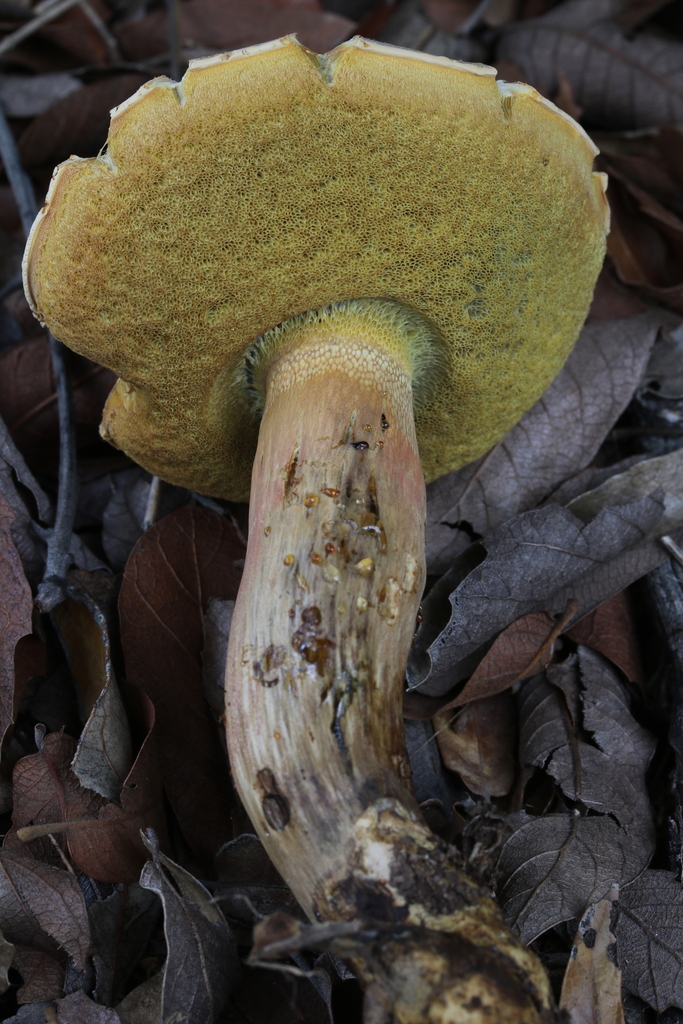 Bitter Boletes from Sierra Vista Southeast, AZ, USA on August 16, 2019 ...