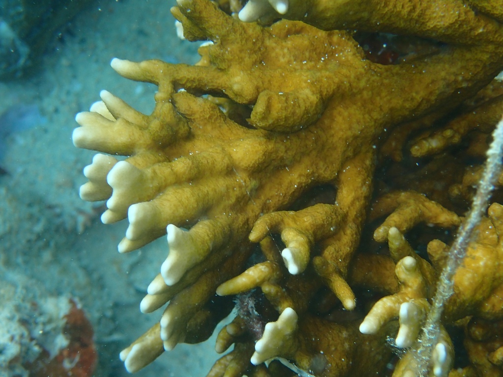 Branching Fire Coral from North Atlantic Ocean, Bermuda, BM on June 18 ...