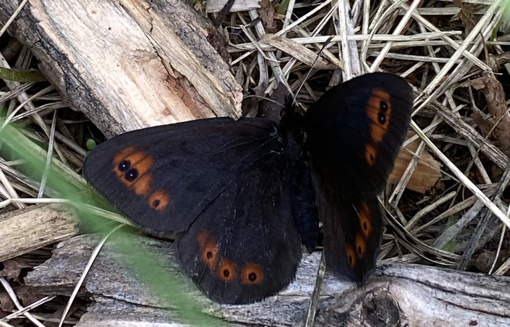 Common Alpine from Pines Escarpment Red Deer Alberta Canada on June 18 ...